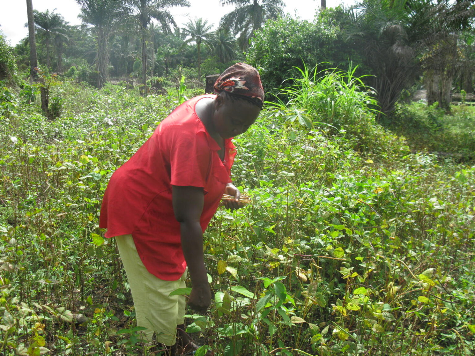 Realizing Agriculture Potentials in Liberia and the Mano River Basin ...