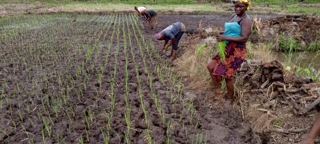 Transforming Rural Livelihoods: VOSIEDA’s Holistic Approach to ...